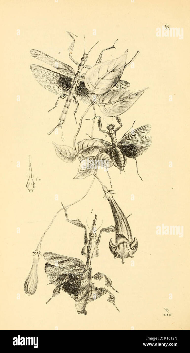 Arcana entomologica, or, Illustrations of new, rare, and interesting ...