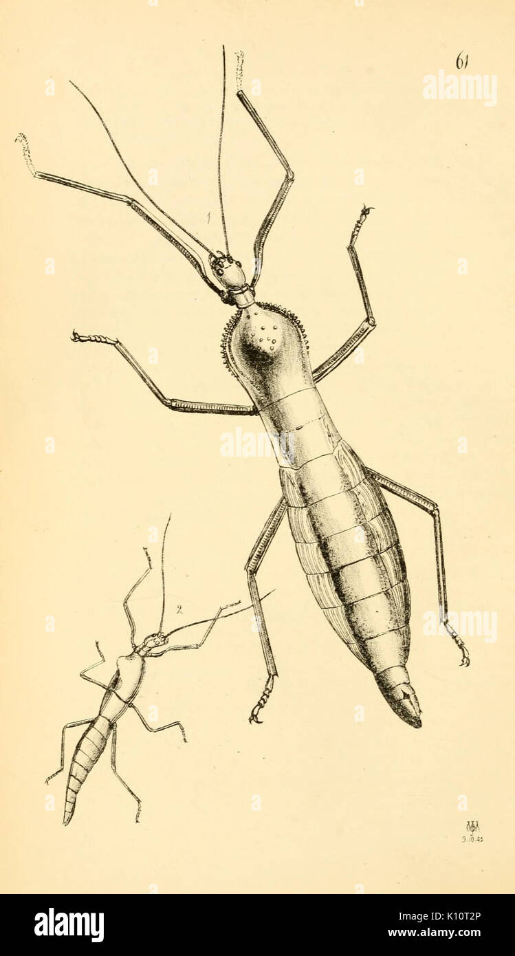 Arcana entomologica, or, Illustrations of new, rare, and interesting ...