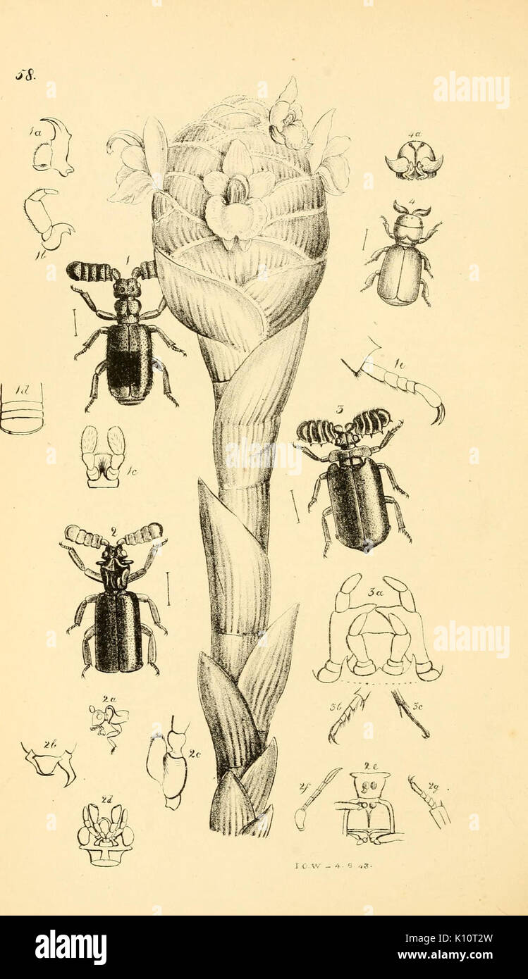 Arcana entomologica, or, Illustrations of new, rare, and interesting ...