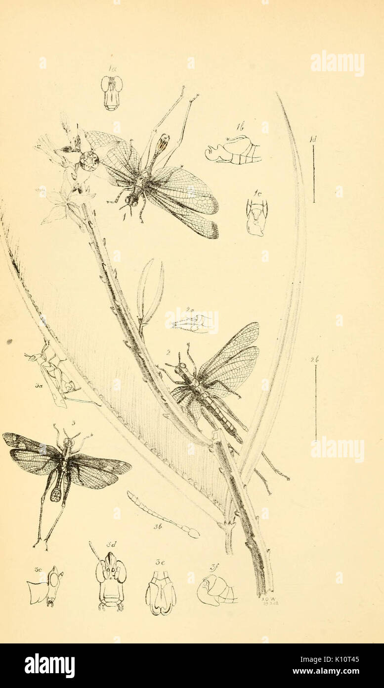 Arcana entomologica, or, Illustrations of new, rare, and interesting ...