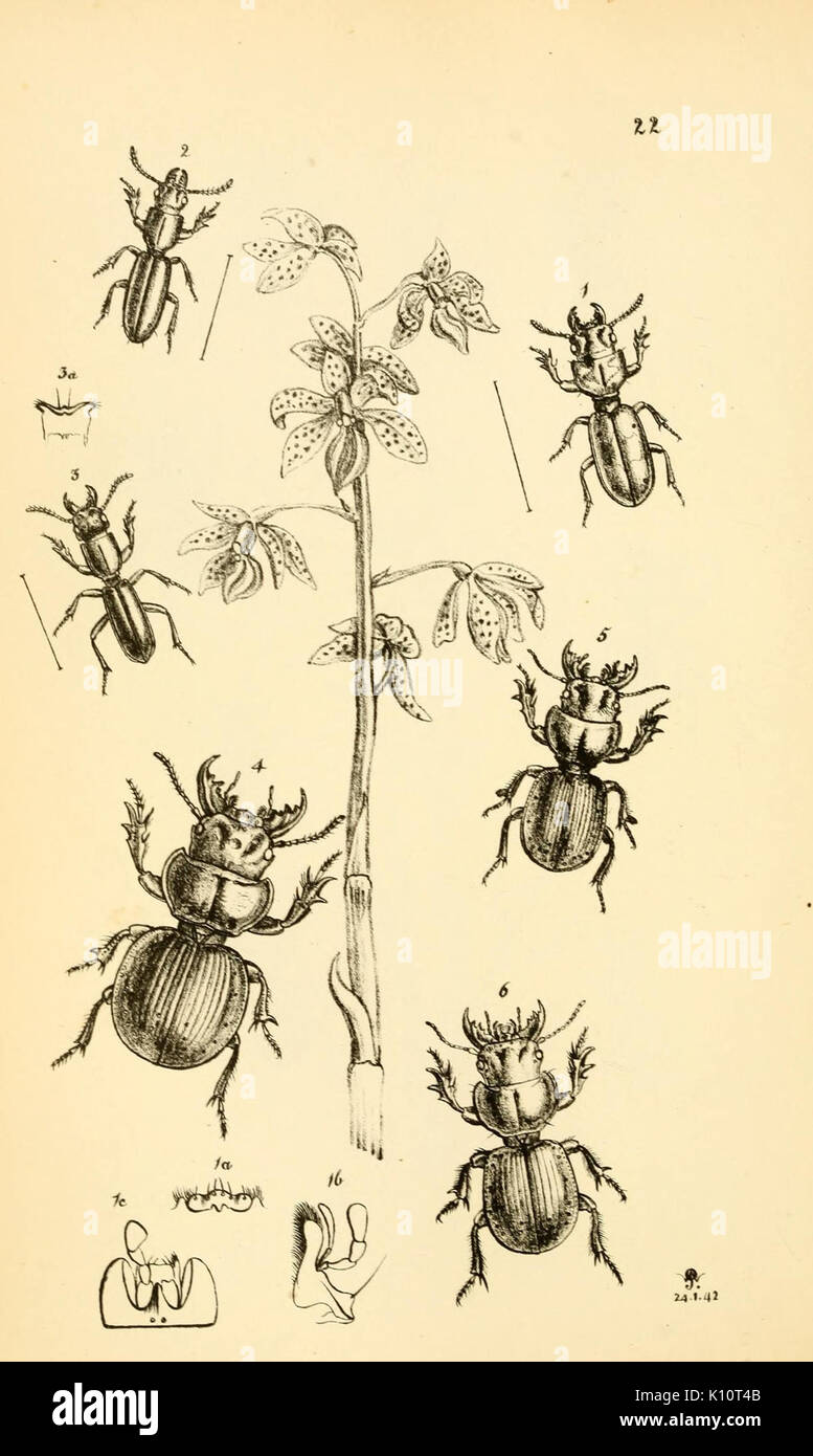 Arcana entomologica, or, Illustrations of new, rare, and interesting ...