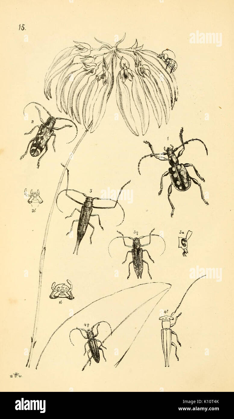 Arcana entomologica, or, Illustrations of new, rare, and interesting ...