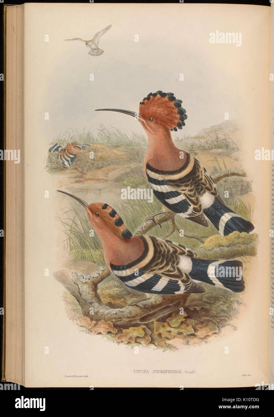 John Gould's 'Birds of Asia' features a detailed illustration of Asian ...