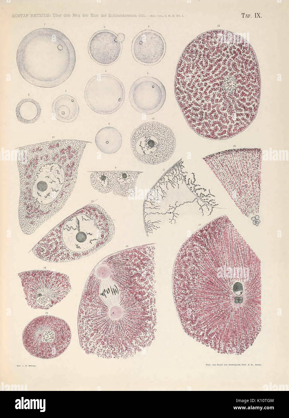 This biological study focuses on comparative anatomy, with a special ...