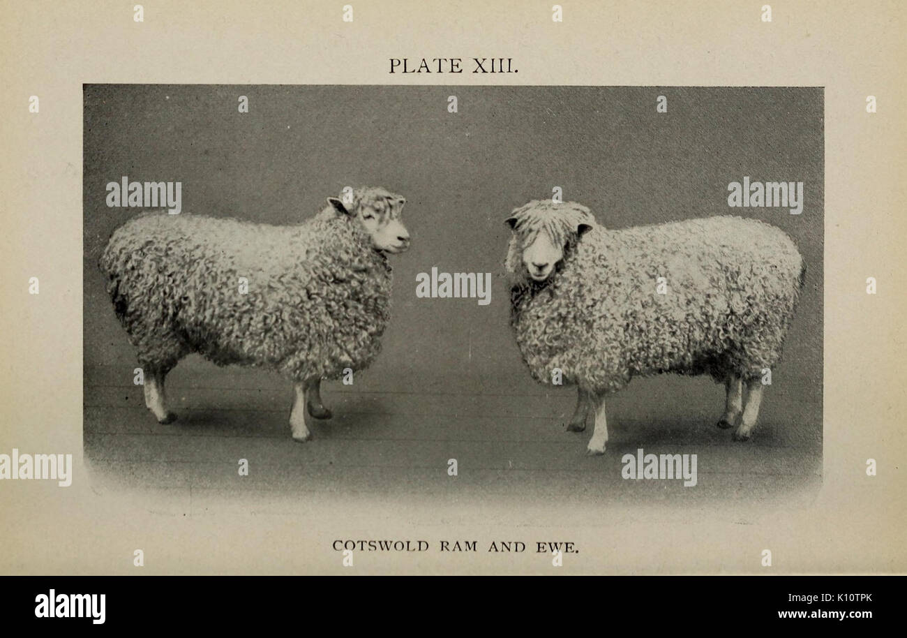 Sheep book hi-res stock photography and images - Alamy