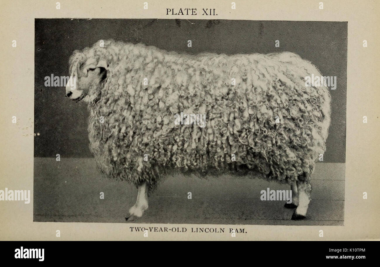 Biggle sheep book hi-res stock photography and images - Alamy
