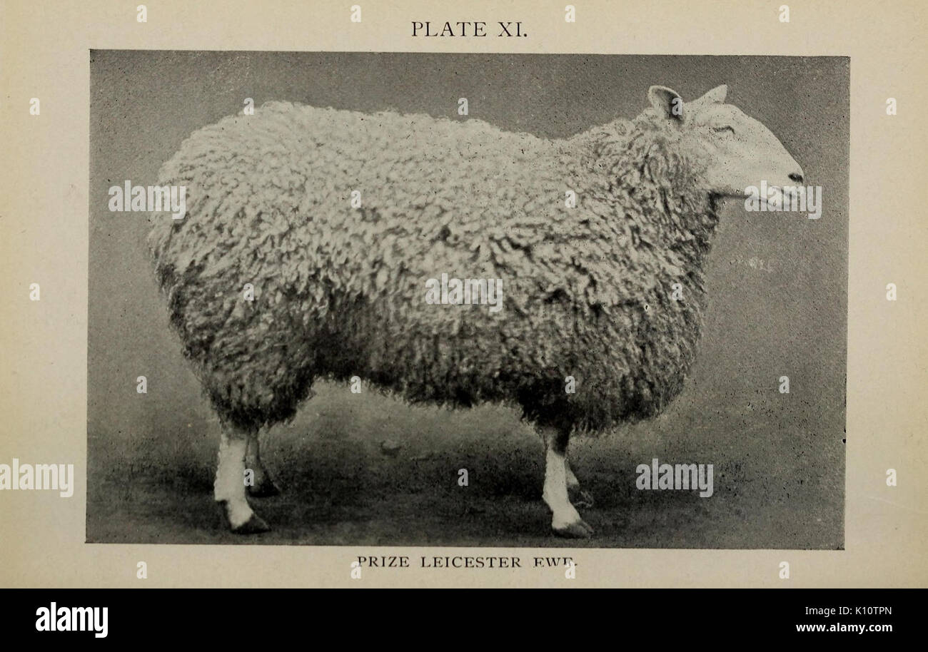 Sheep anatomy drawing hi-res stock photography and images - Alamy