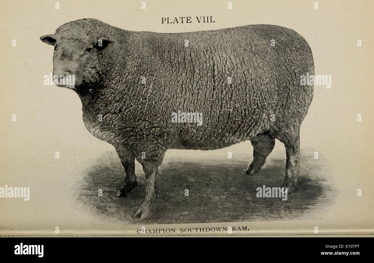 Biggle sheep book hi-res stock photography and images - Alamy