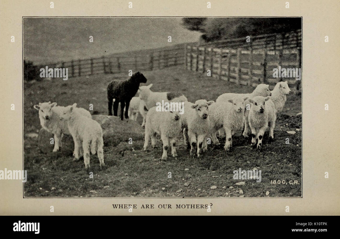 Biggle sheep book hi-res stock photography and images - Alamy
