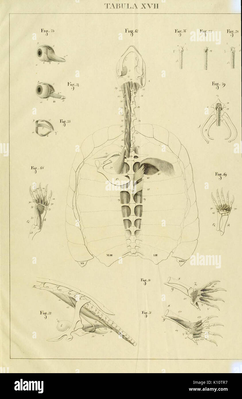 Anatome testudinis Europaeae (Tabula XVII) (6777045430 Stock Photo - Alamy