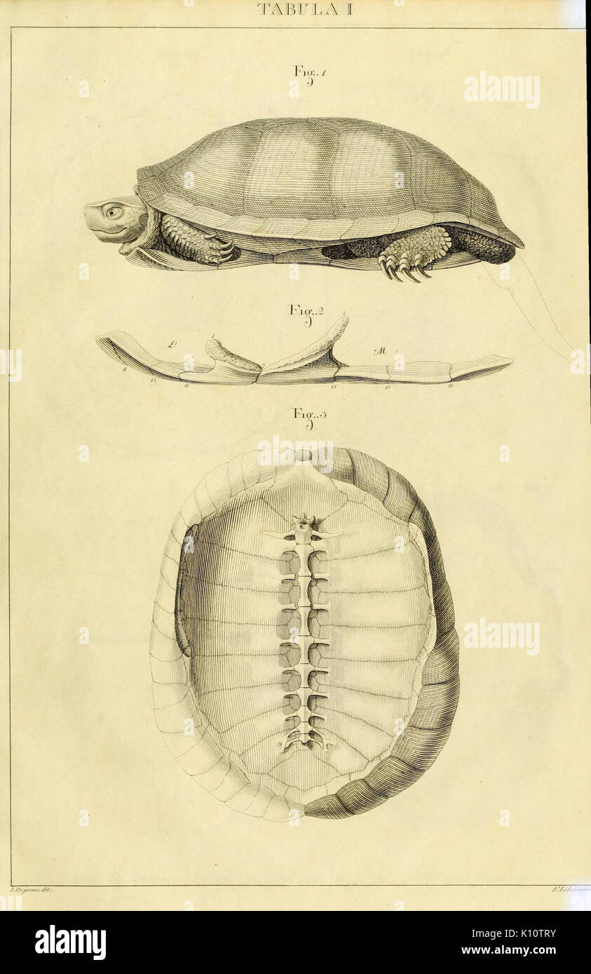 Tabula i hi-res stock photography and images - Alamy