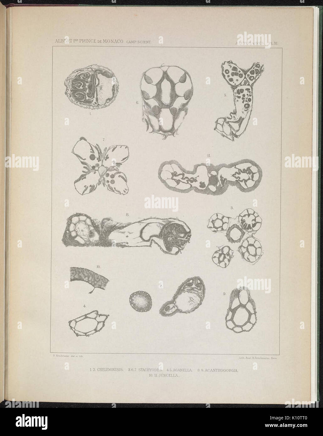 Alcyonaires provenant des campagnes de l'Hirondelle (1886 1888 ...