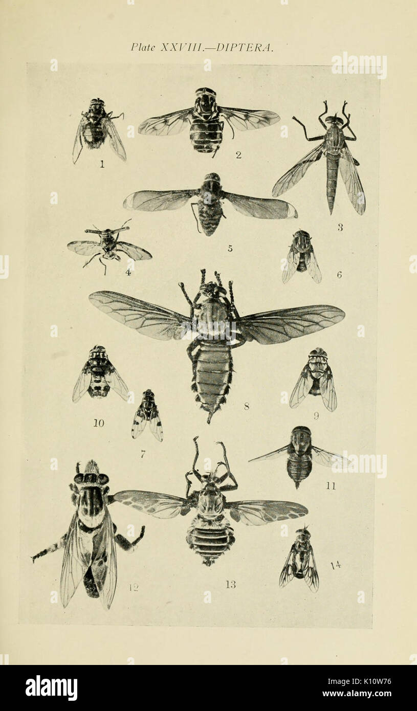 Australian native insect wildlife hi-res stock photography and images ...