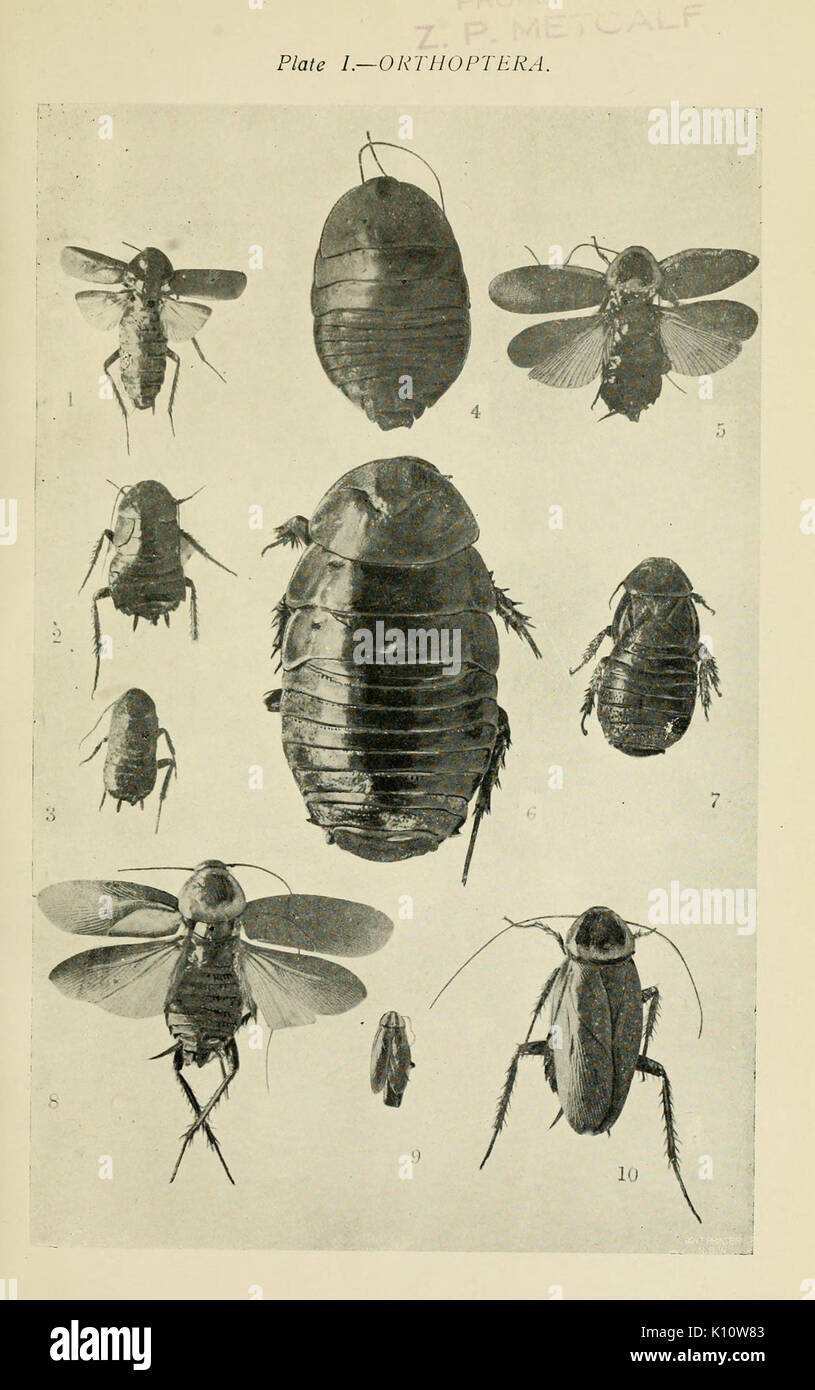 I for insects hi-res stock photography and images - Alamy