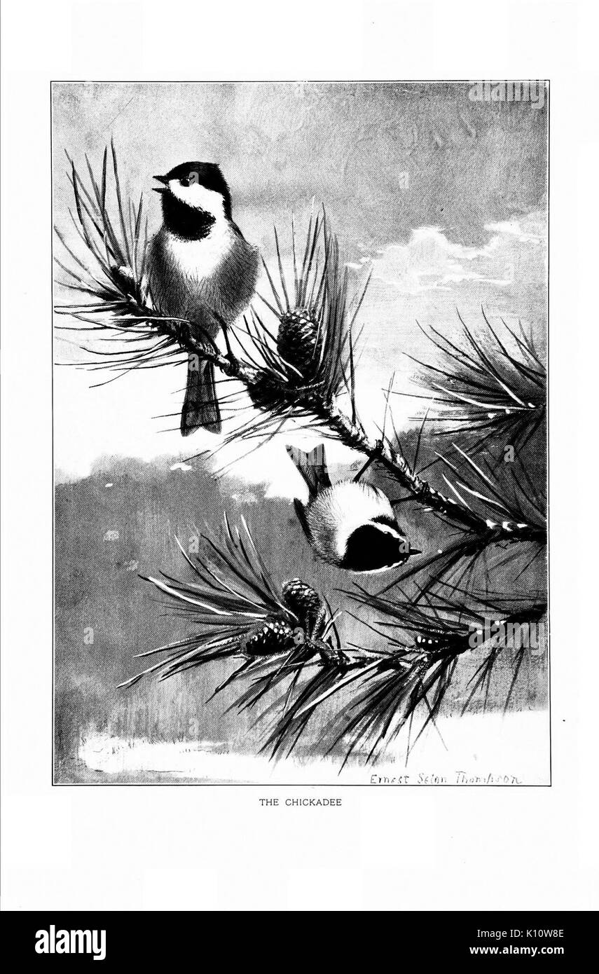 Bird identification art Black and White Stock Photos & Images - Alamy