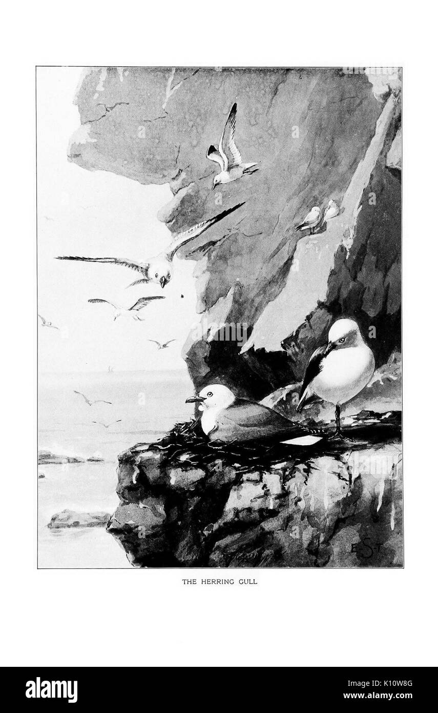 Plate line Cut Out Stock Images & Pictures - Alamy