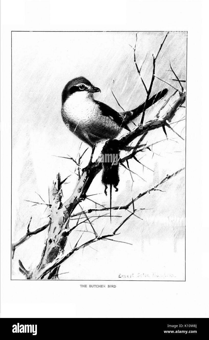 Bird identification art Black and White Stock Photos & Images - Alamy