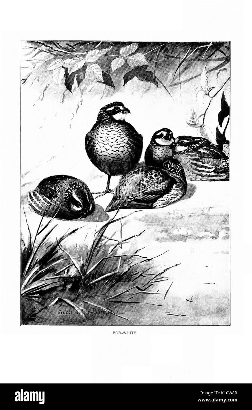 Detailed bird study Cut Out Stock Images & Pictures - Alamy