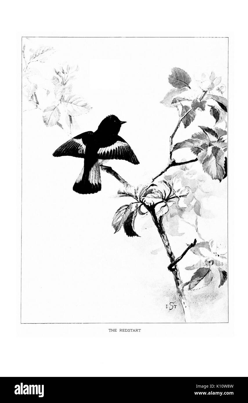 Illustrated portraits Black and White Stock Photos & Images - Alamy