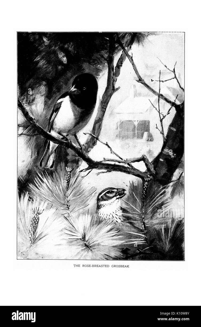 Bird identification art Black and White Stock Photos & Images - Alamy