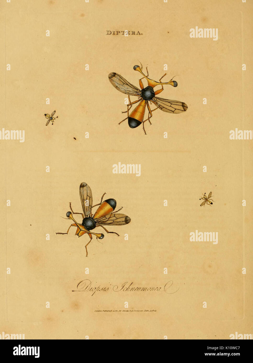 An epitome of the natural history of the insects of India (Plate 55 ...