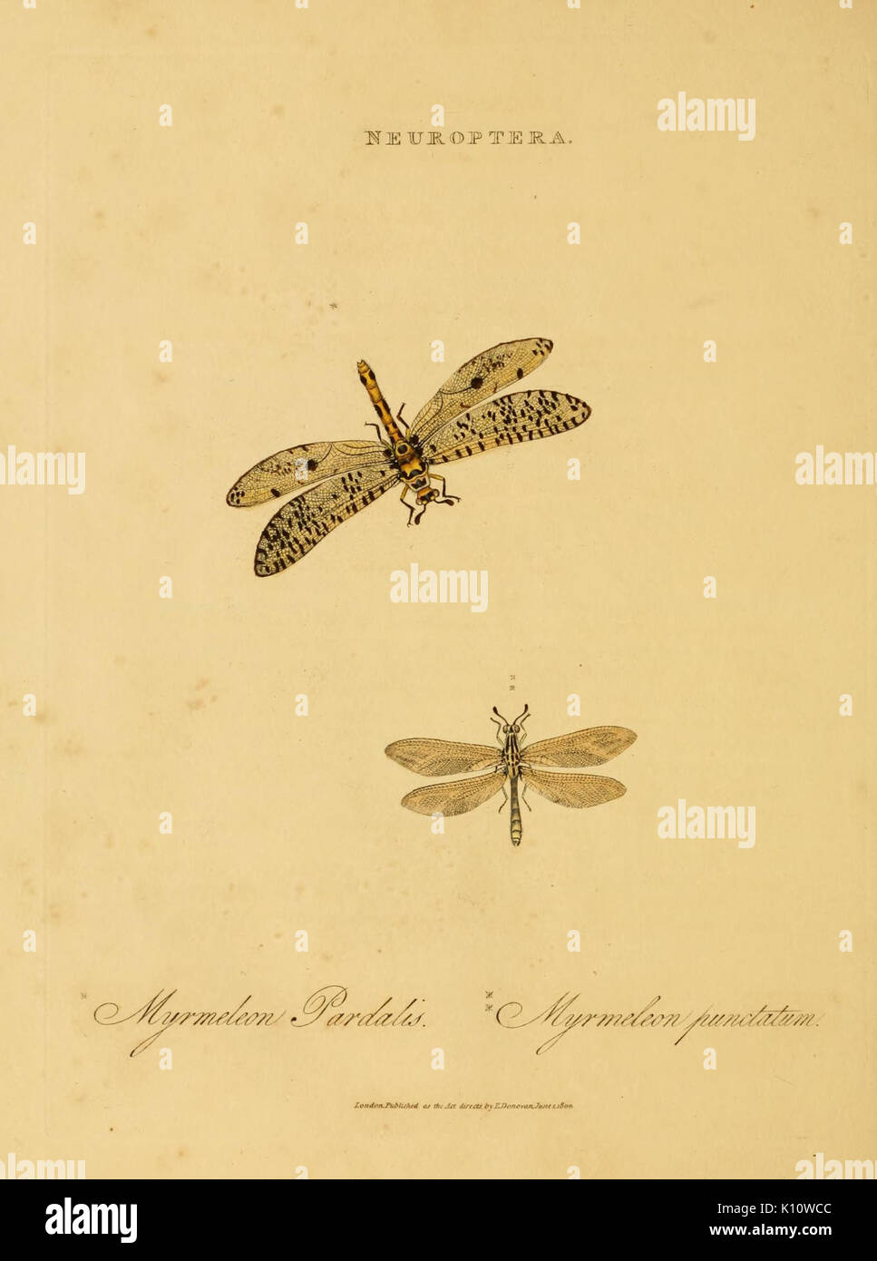 This plate from the book 'An Epitome of the Natural History of the ...