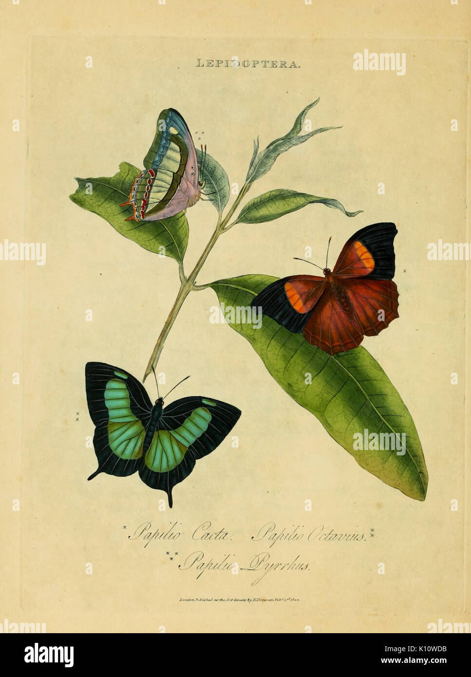 An epitome of the natural history of the insects of India (Plate 28 ...