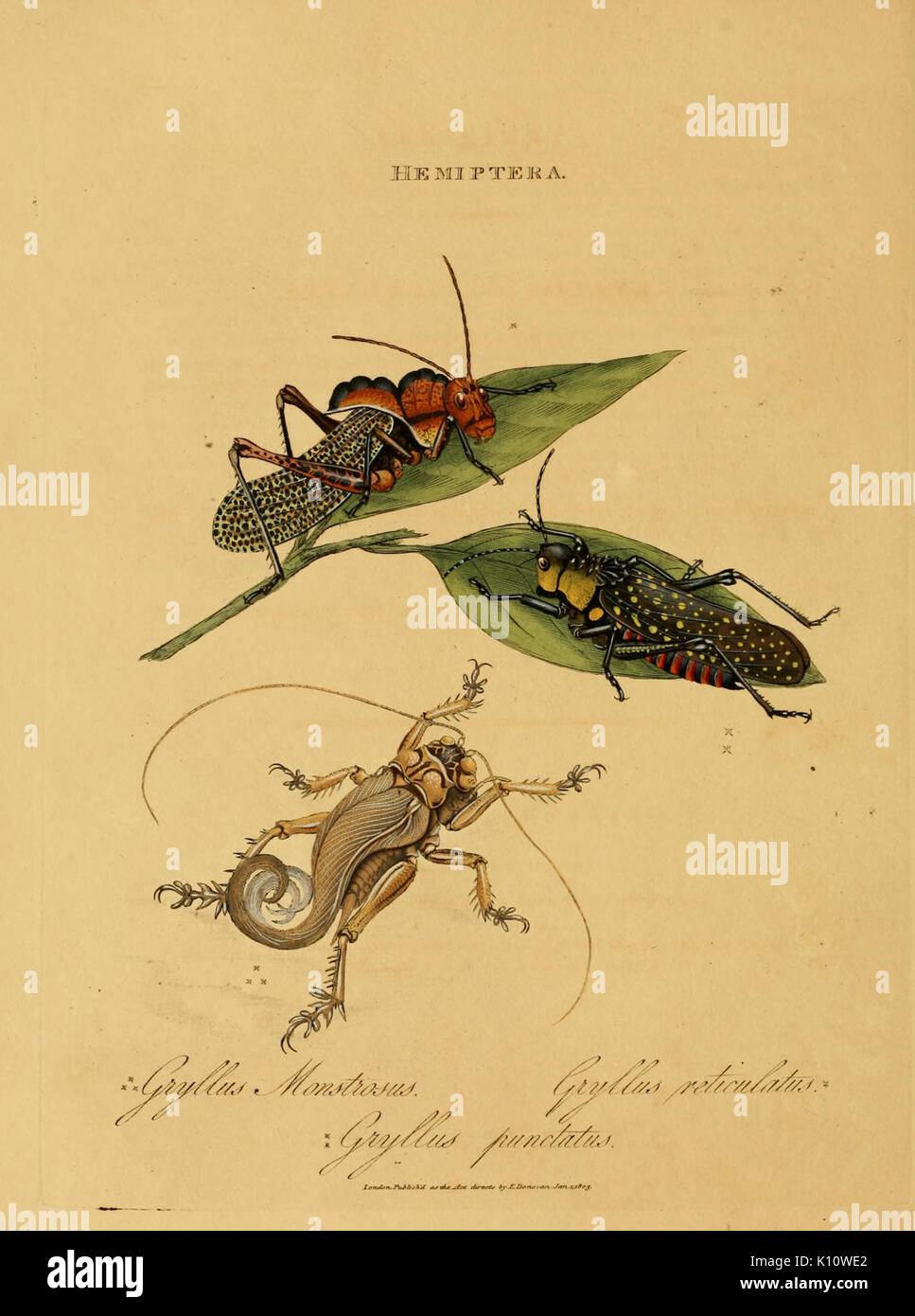 An epitome of the natural history of the insects of India (Plate 12 ...