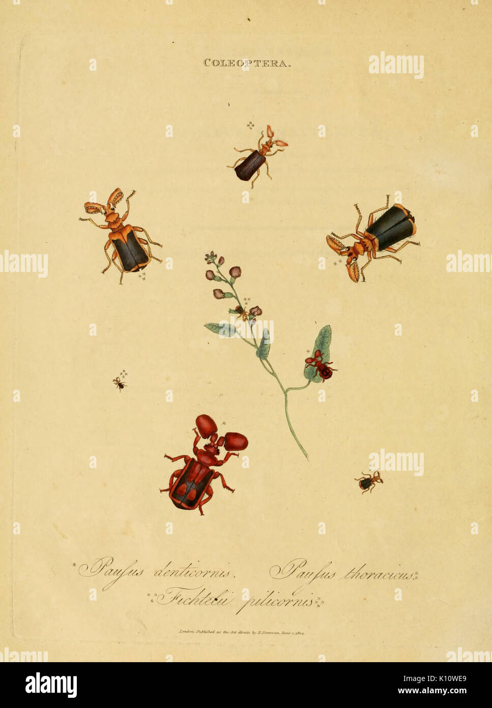 An epitome of the natural history of the insects of India (Plate 5 ...