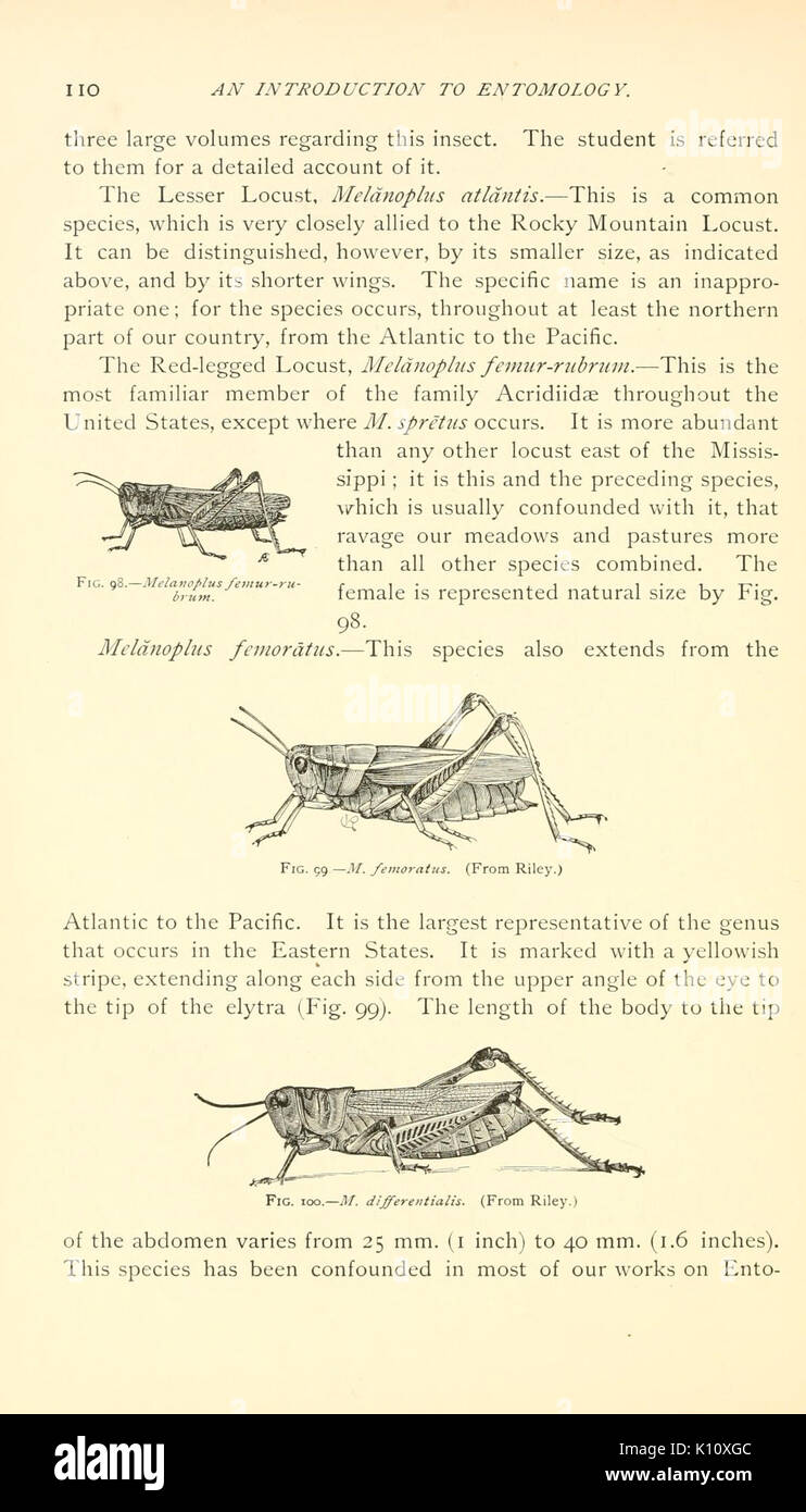 An introduction to entomology (Page 110) BHL9879426 Stock Photo - Alamy