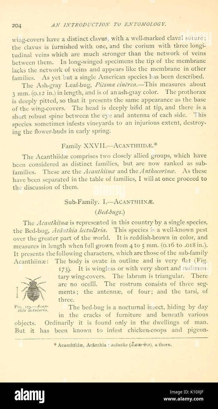 An introduction to entomology (Page 204) BHL9879520 Stock Photo - Alamy