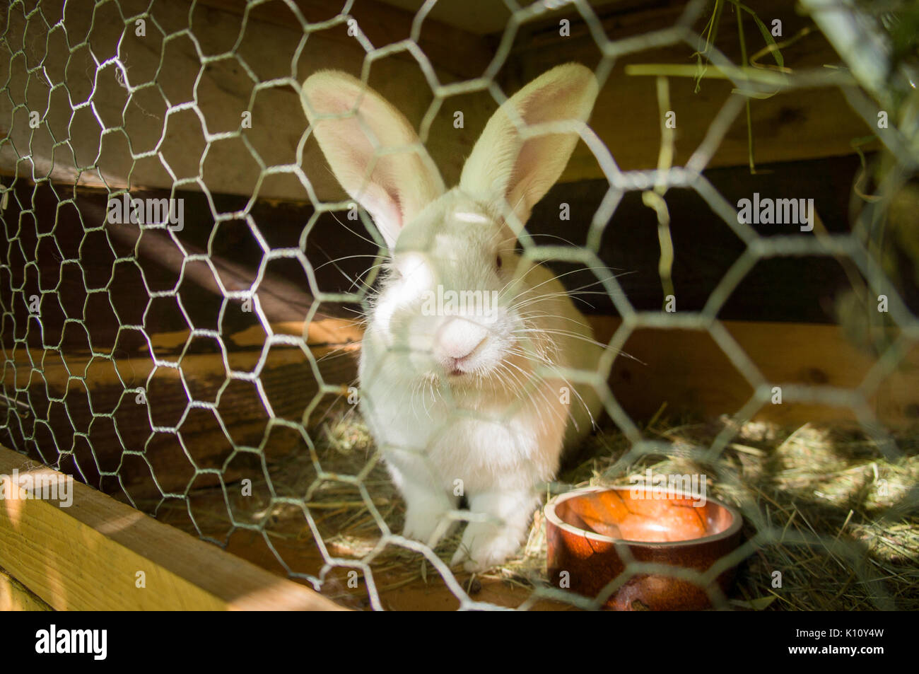 New Zealand White,albino domestic rabbit,straw bedding in hutch Stock ...
