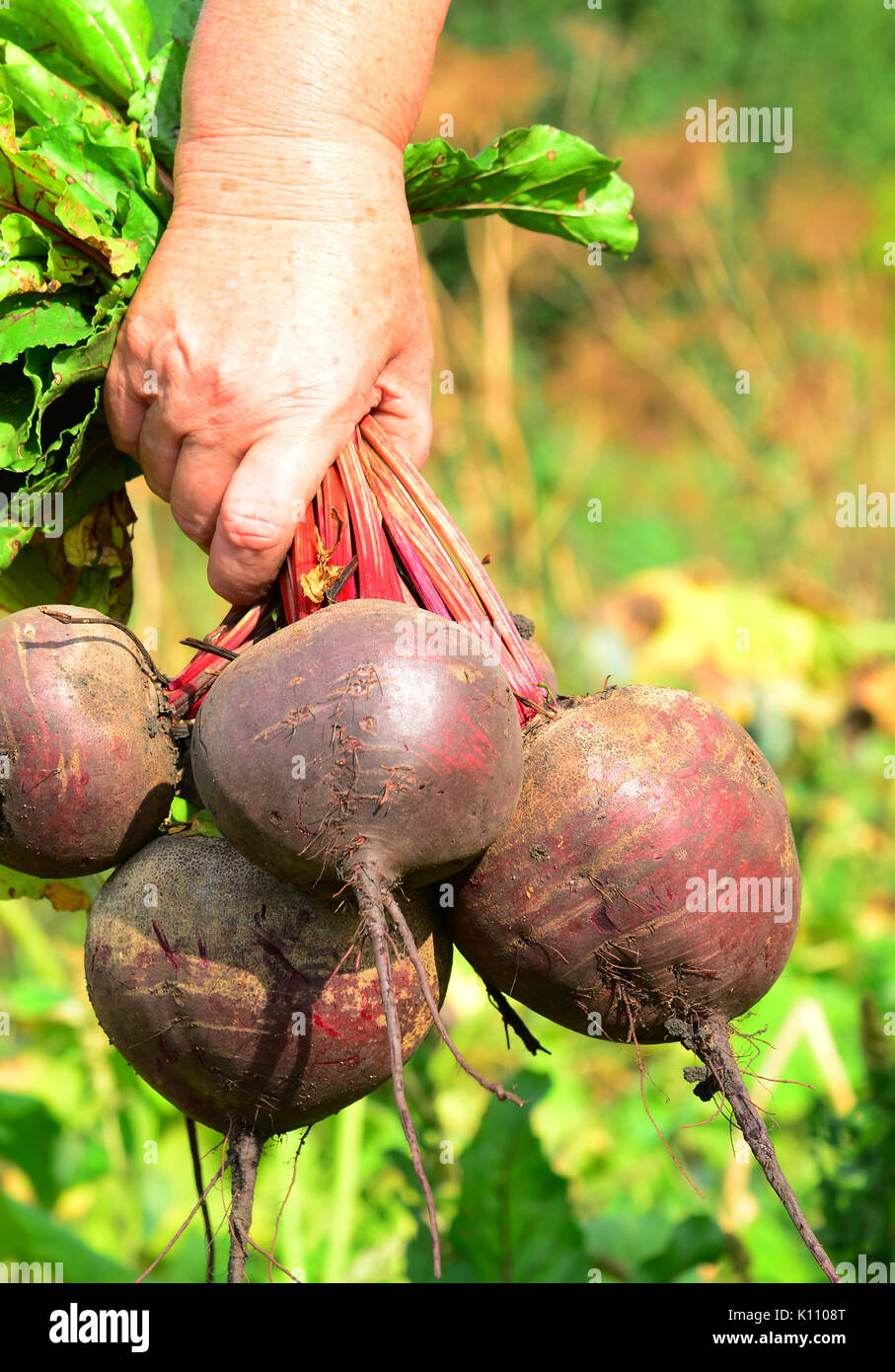 Female hands hold a bunch of a beets Stock Photo - Alamy