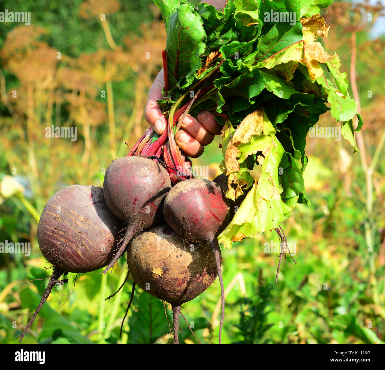 Beets village hi-res stock photography and images - Alamy