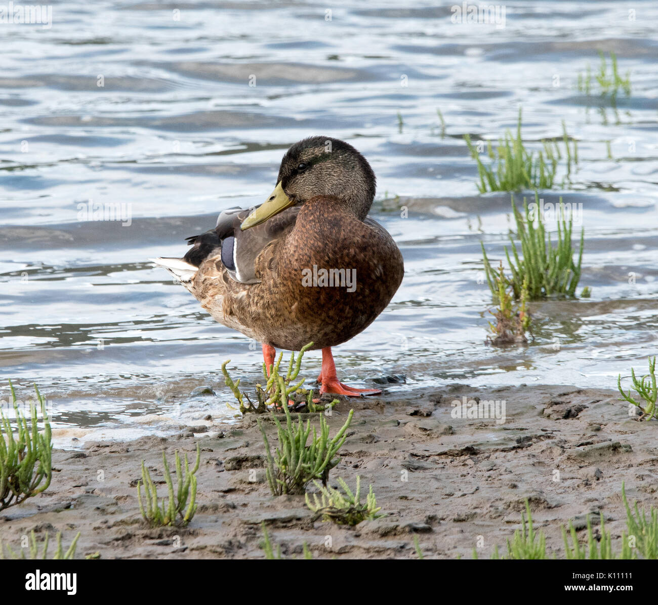 Mallard ‘eclipse’ plumage hi-res stock photography and images - Alamy