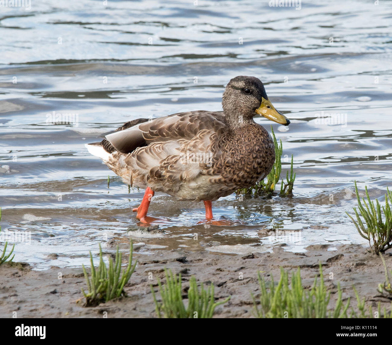 Mallard duck walk hi-res stock photography and images - Alamy