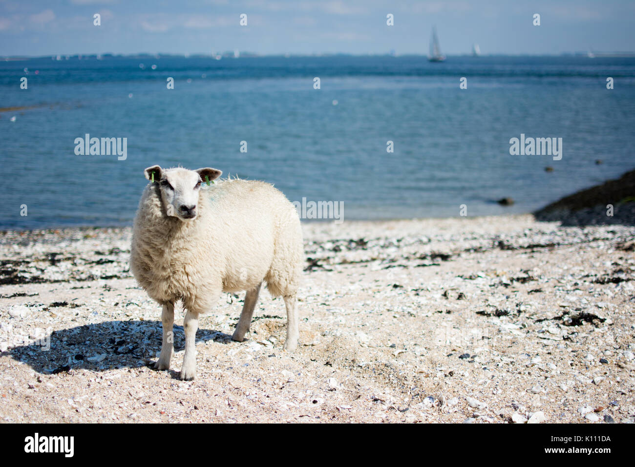 Sheep on beach hi-res stock photography and images - Alamy