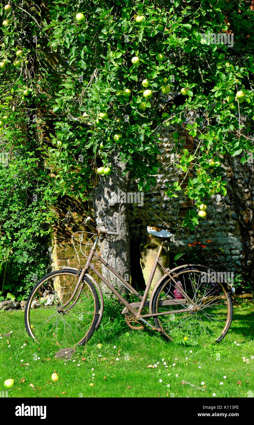 Old fruit tree uk hi-res stock photography and images - Alamy