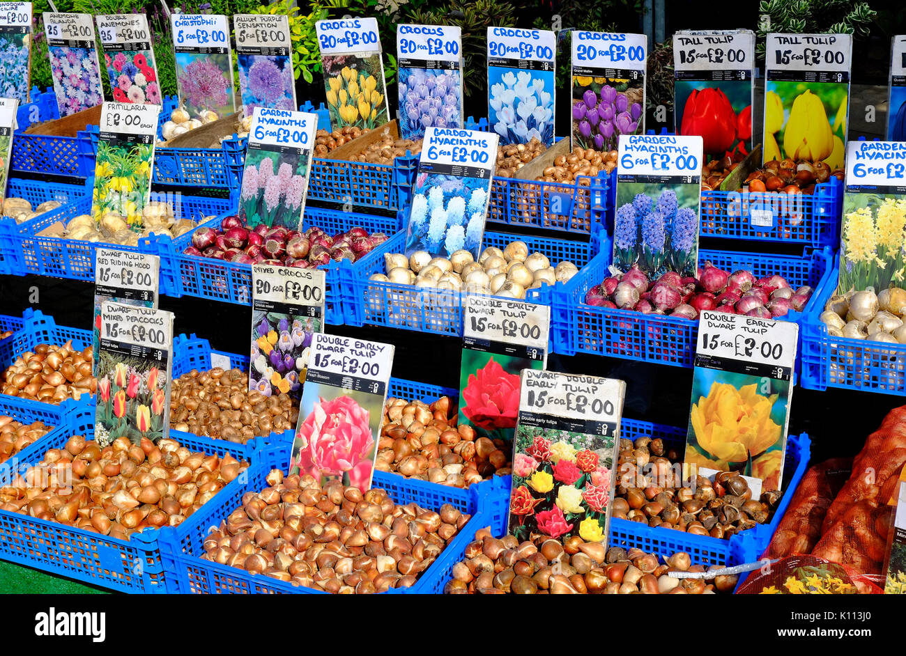 Flower bulbs sale in flower hi-res stock photography and images - Alamy