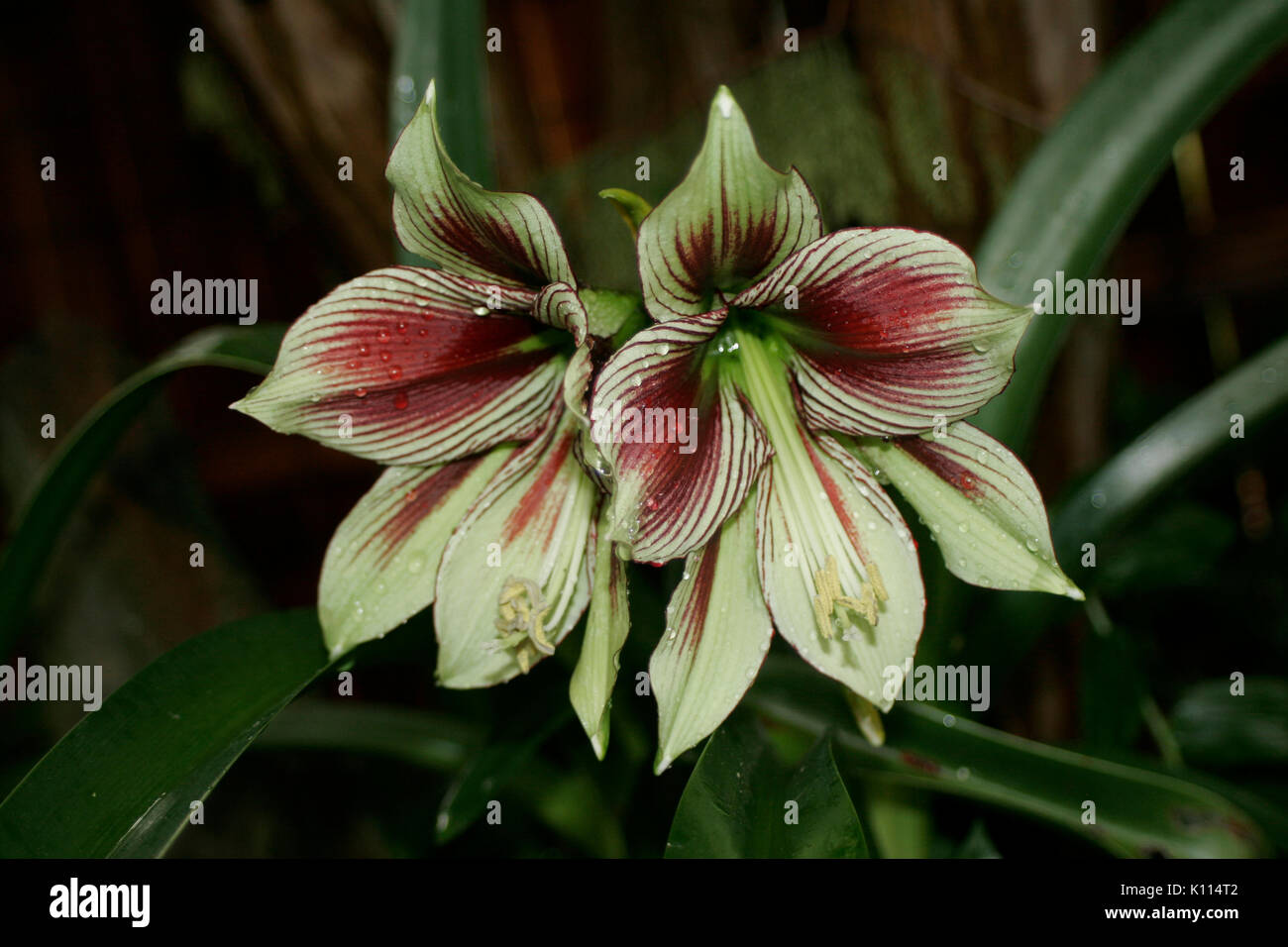 Amaryllis amaryllis hippeastrum hi-res stock photography and images - Alamy