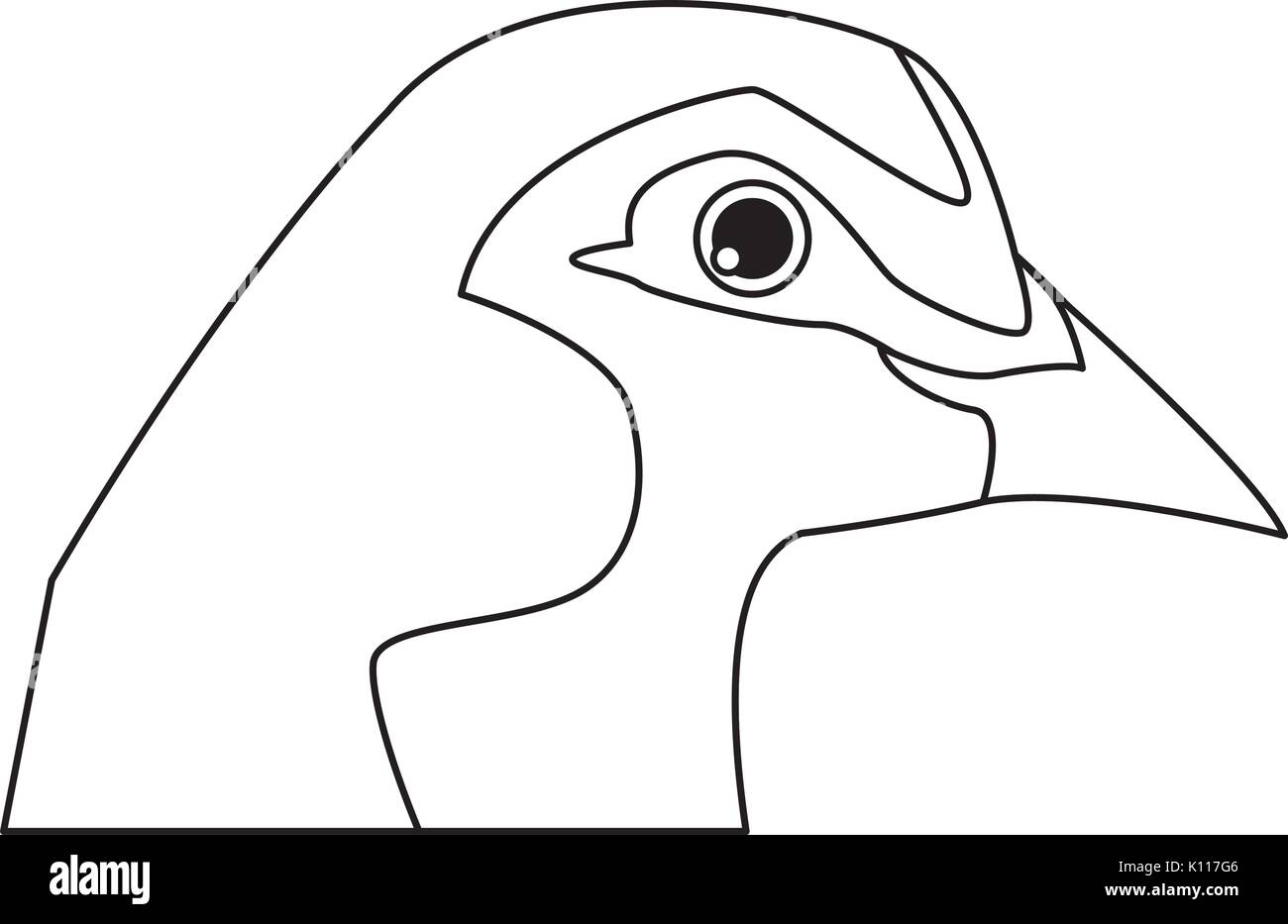 Bird pigeon head animal Black and White Stock Photos & Images - Alamy