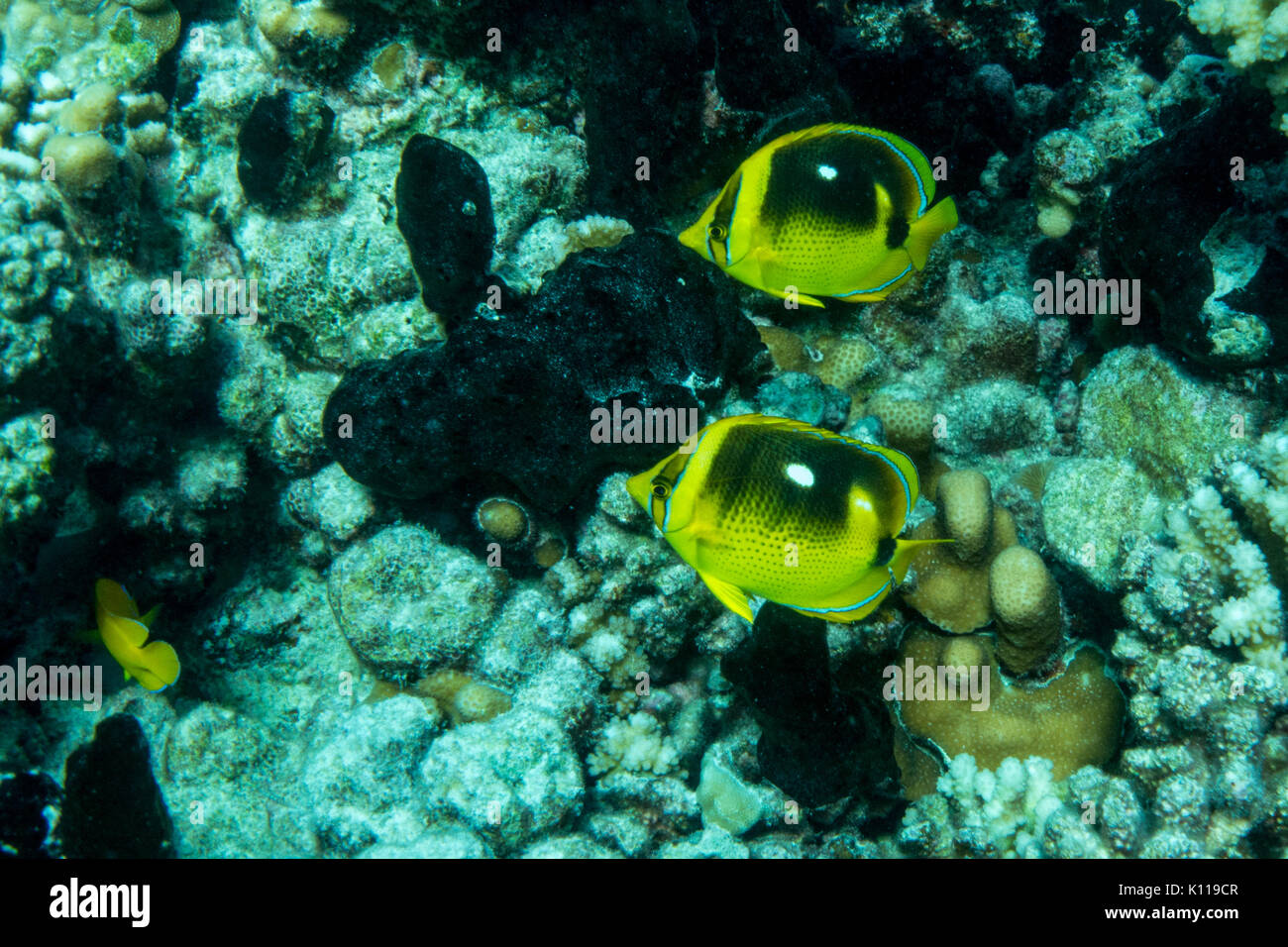 Four spot butterflyfish in Makemo atoll, Tuamotus, French Polynesia ...