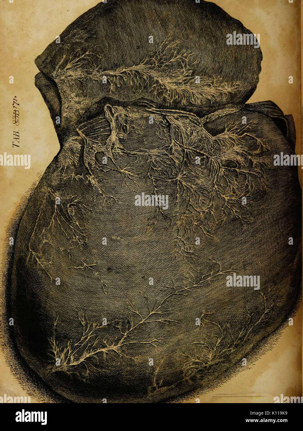 Historical anatomy chart hi-res stock photography and images - Alamy