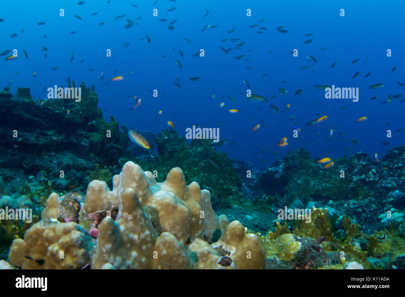 Underwater reef scene from Hapatoni village, Tahuata, Marquesas, French ...