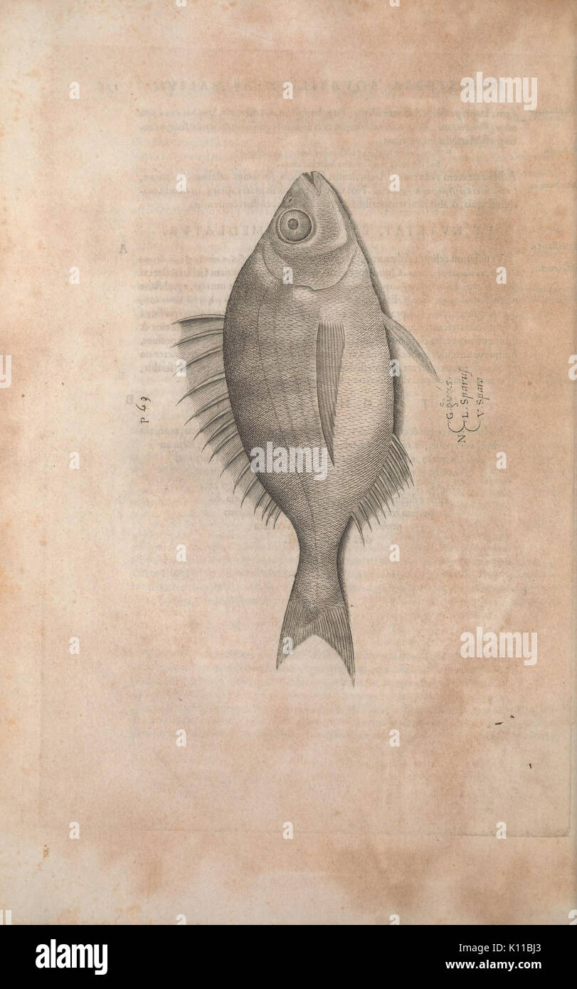 Aquatilium animalium historiae, liber primus BHL44715974 Stock Photo ...