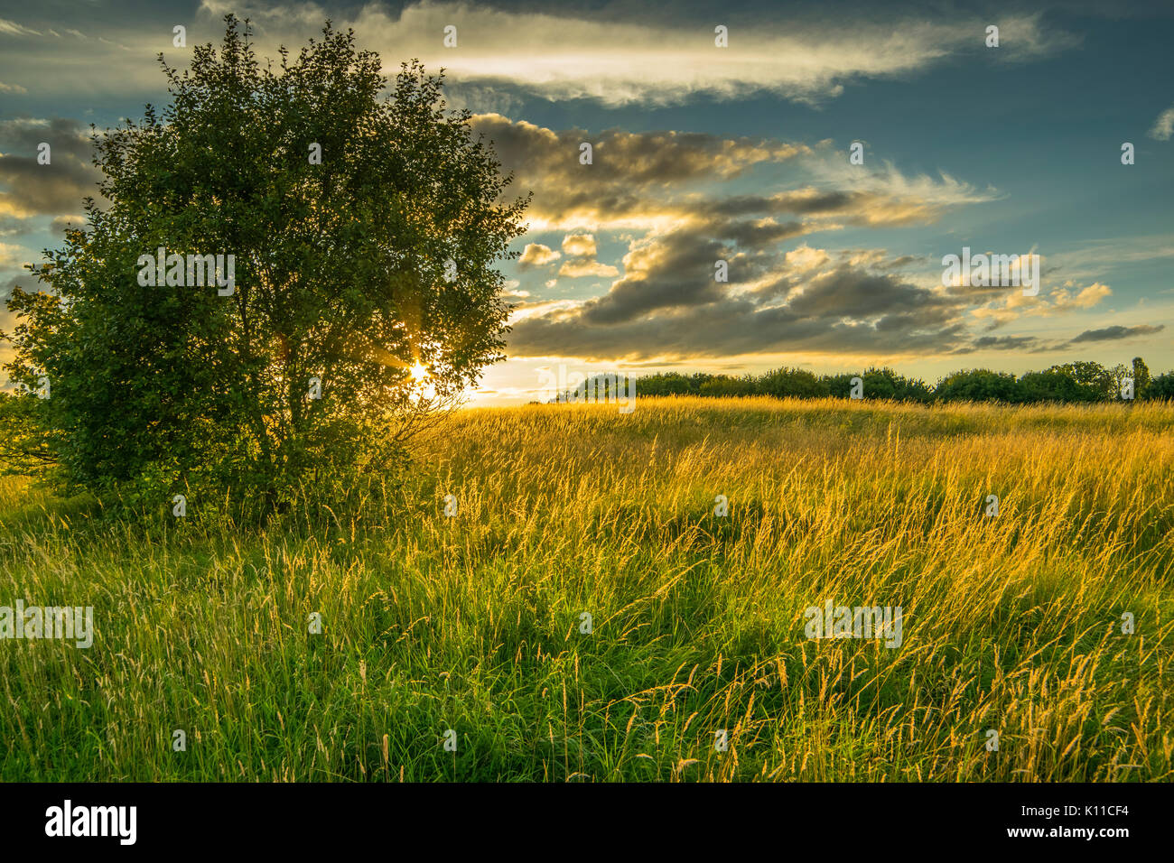 sunset in Wyken Croft park, Coventry, UK Stock Photo - Alamy