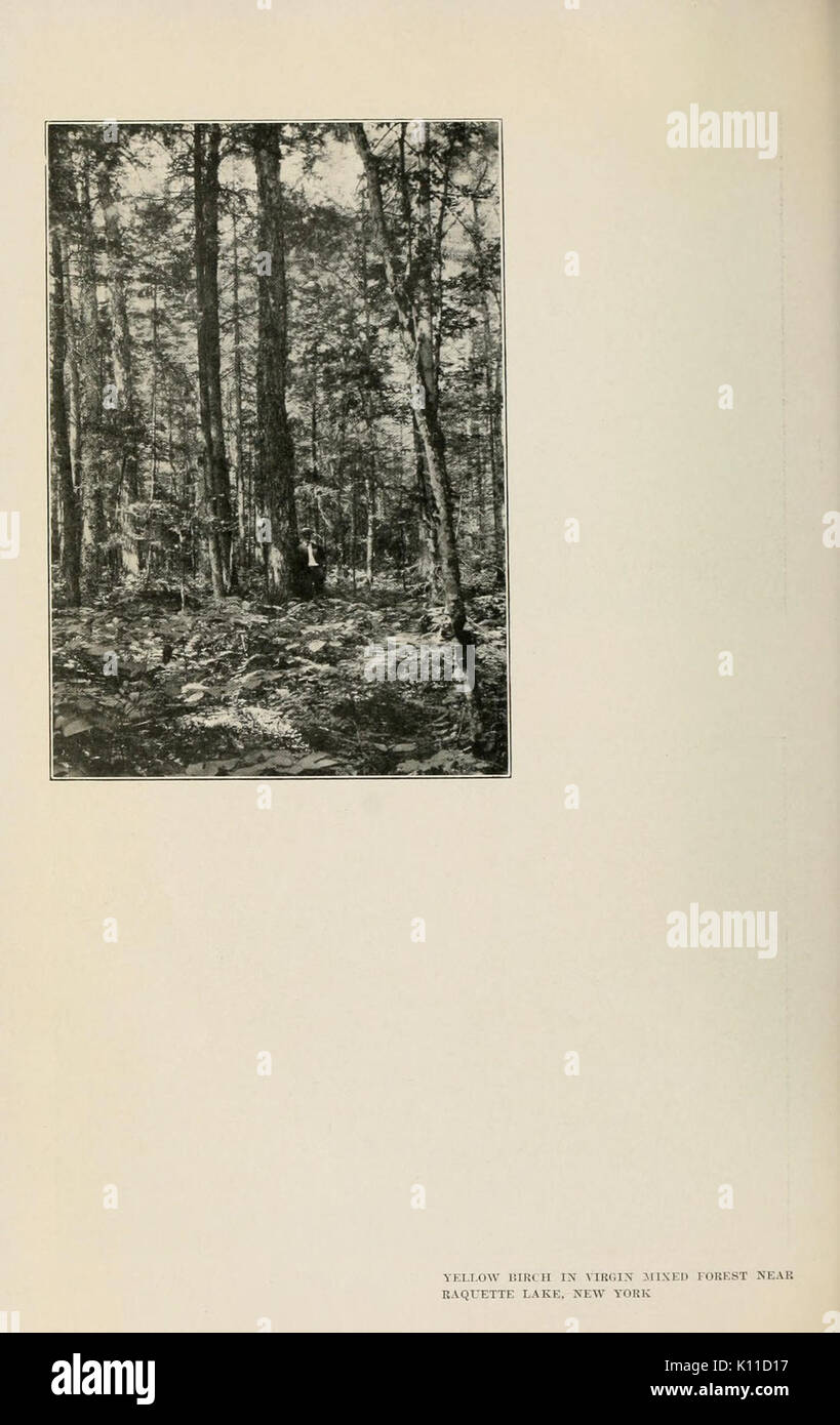 North american timber hi-res stock photography and images - Alamy