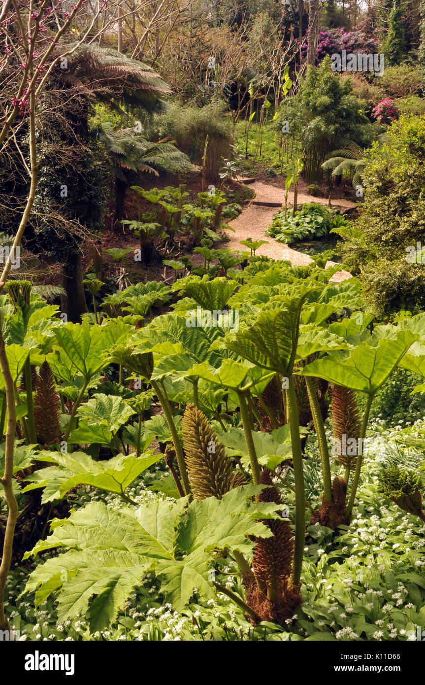 the lost gardens of Heligan in Cornwall gardens open to the public all ...