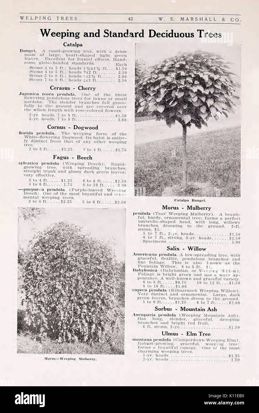 Annual spring catalogue BHL46116035 Stock Photo - Alamy