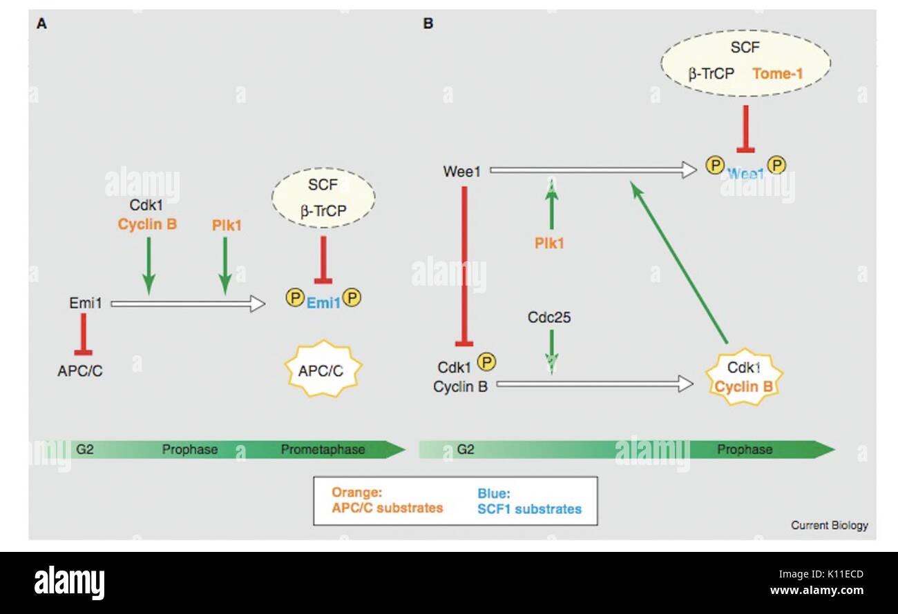Army classification system hi-res stock photography and images - Alamy